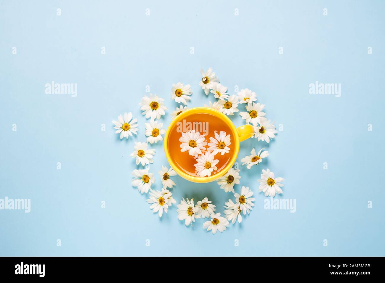 A cup of herbal chamomile tea on a blue background with spread flowers ...