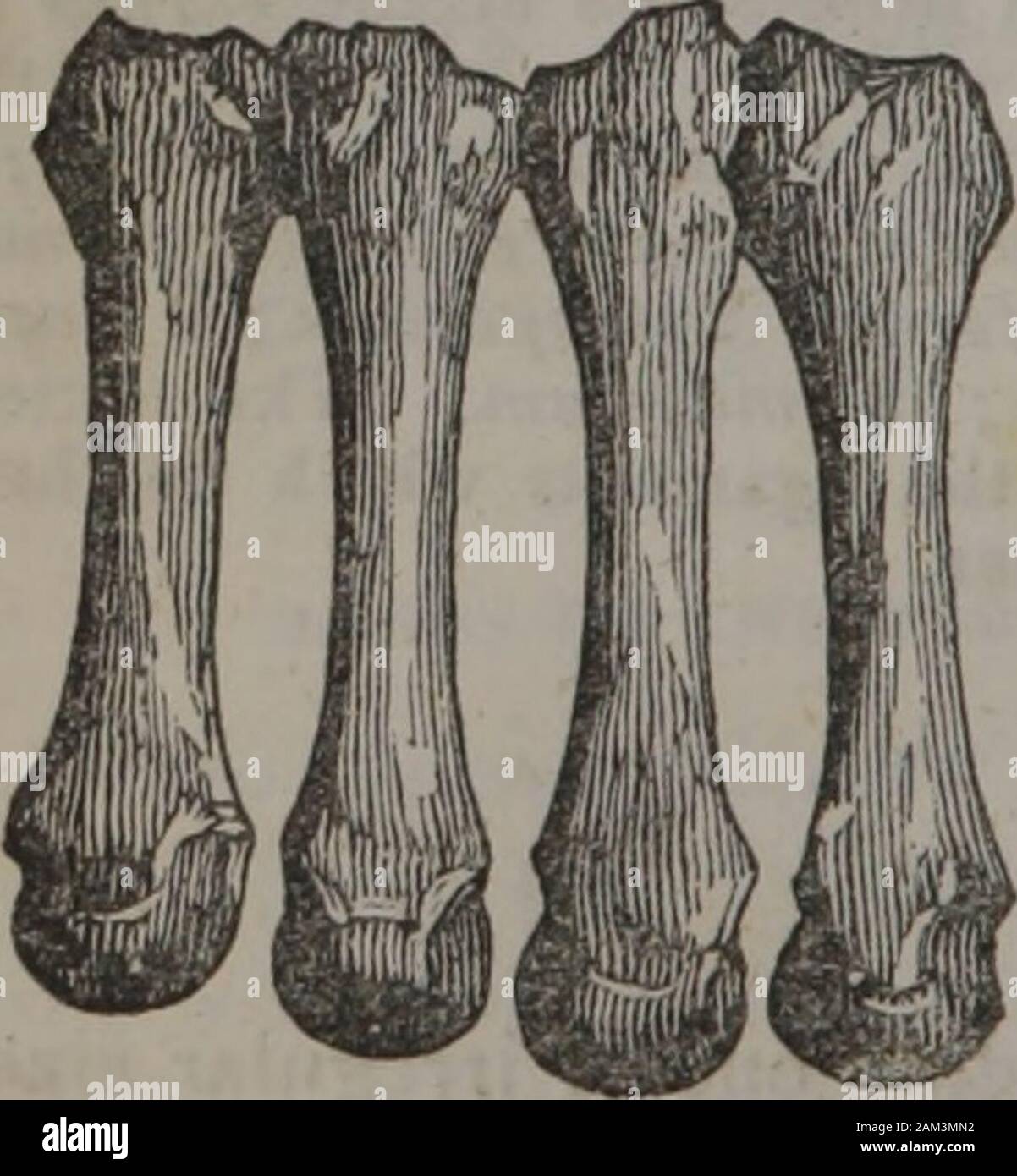 The class-book of anatomy : designed for schools, explanatory of the ...