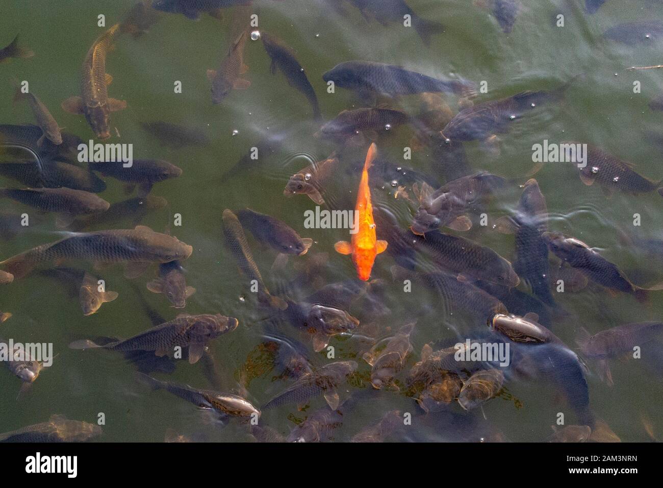 Spot the difference hi-res stock photography and images - Alamy