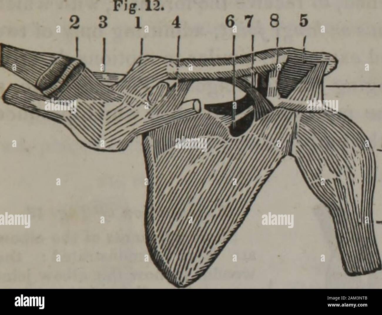 Shoulder muscles anatomy behind hi-res stock photography and images - Alamy