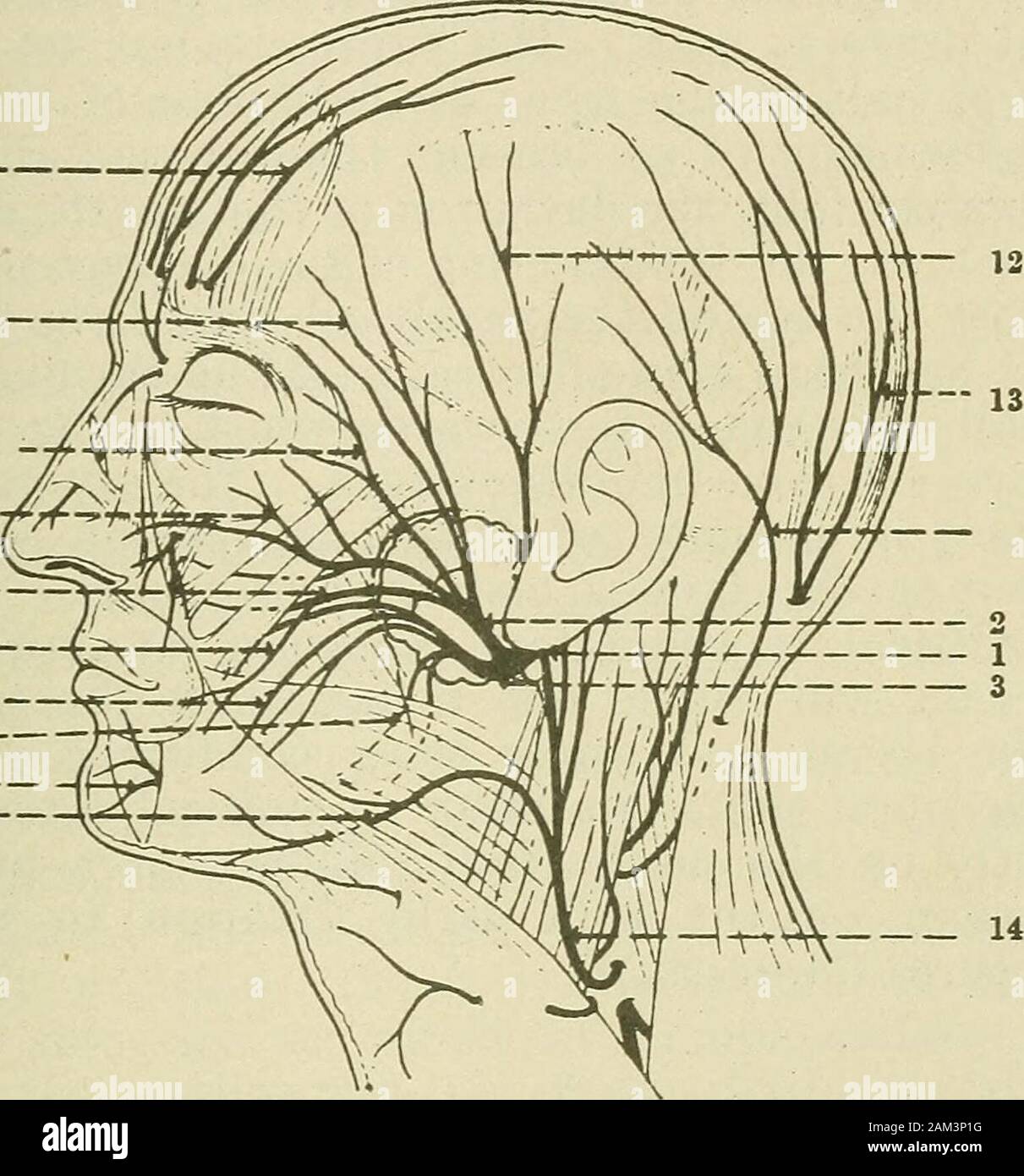 Wounded cheek hi-res stock photography and images - Alamy