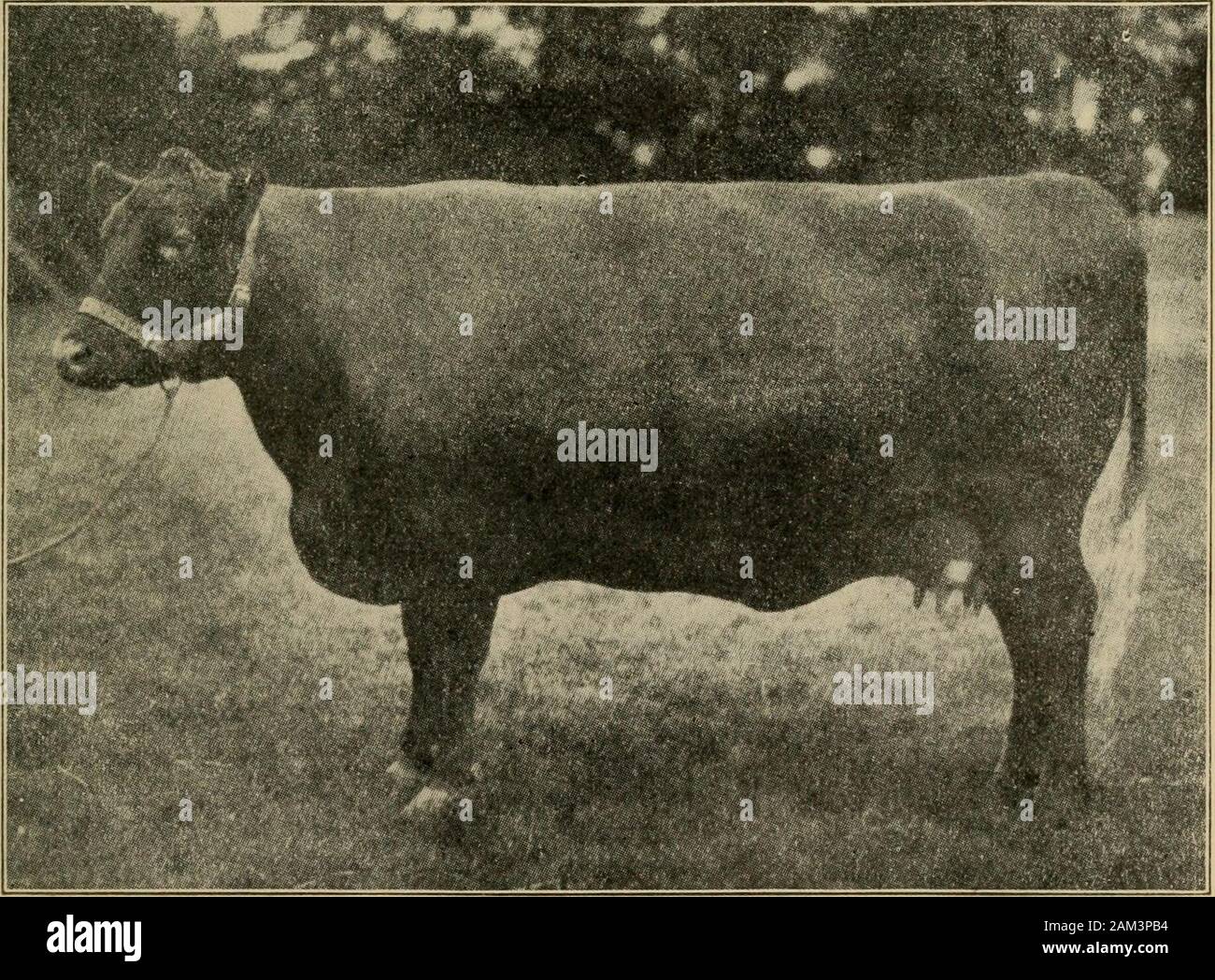 Will the cow kick hi-res stock photography and images - Alamy