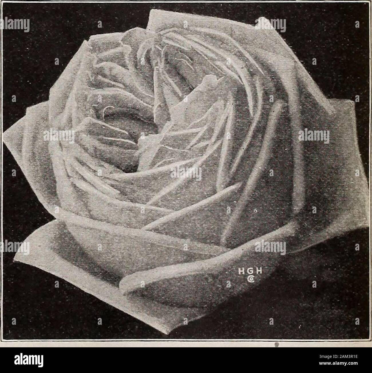 Devoniensis rose hi-res stock photography and images - Alamy