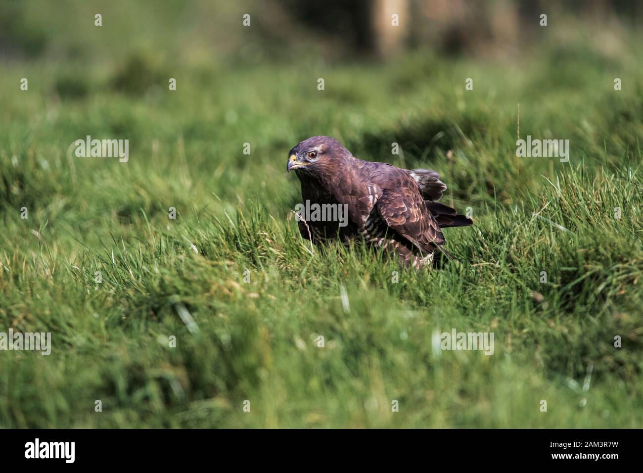 Buzzard field hi-res stock photography and images - Alamy