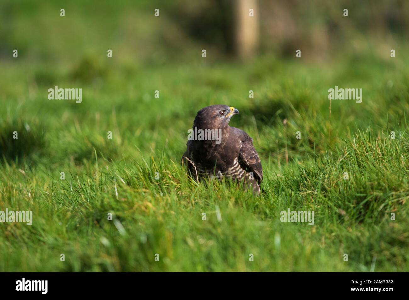 Buzzard field hi-res stock photography and images - Alamy