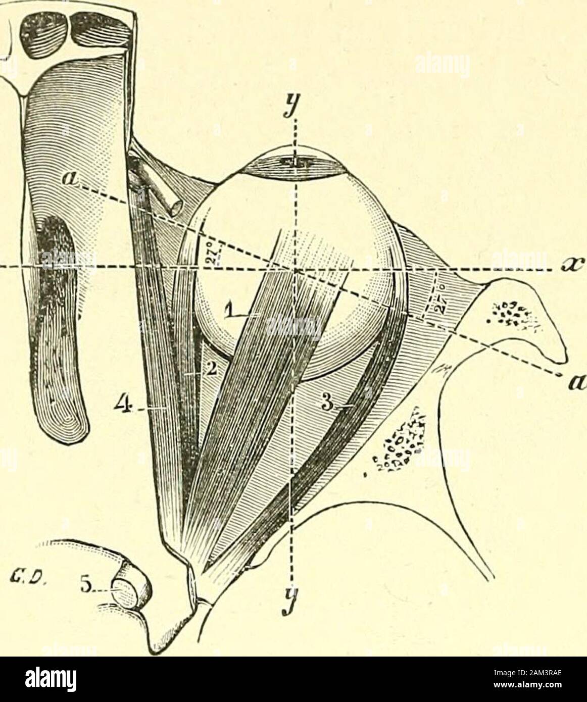 Traité d'anatomie humaine . ue des muscles droits sur la sphère ...