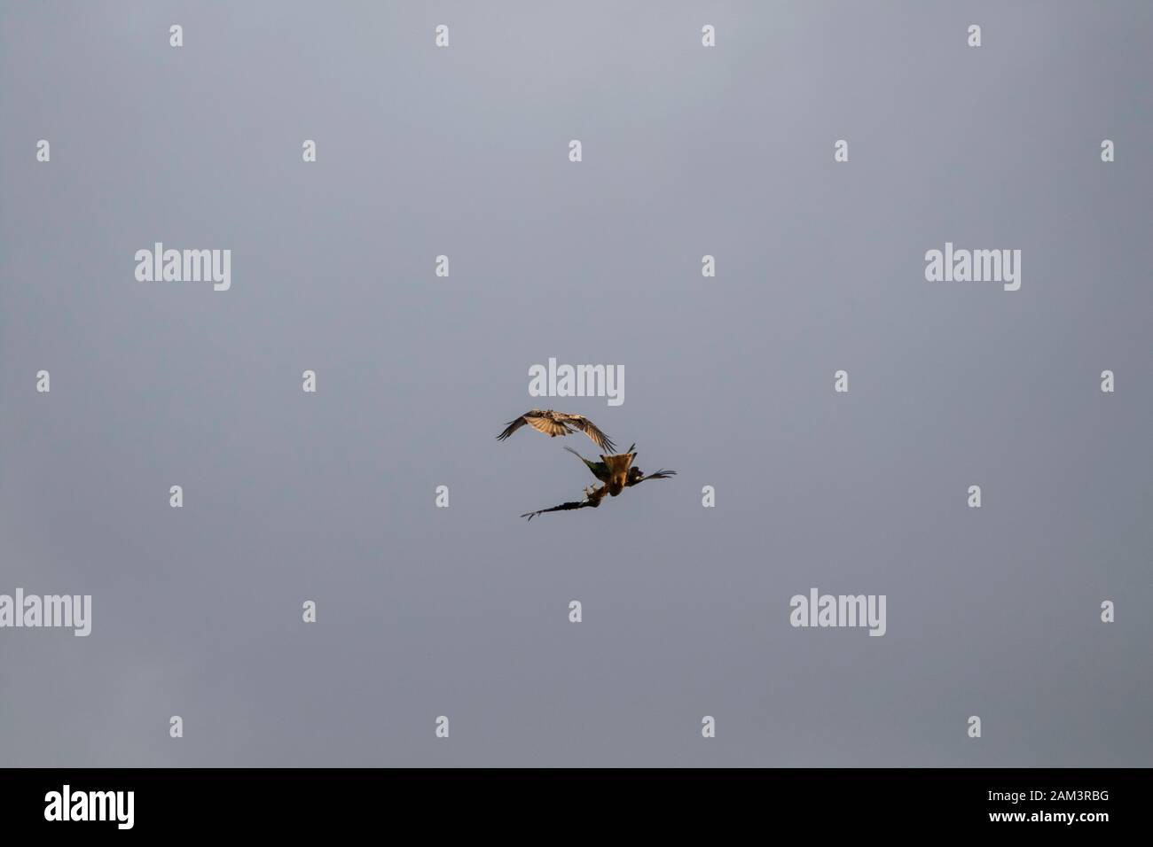 Fighting Kites High Resolution Stock Photography and Images - Alamy