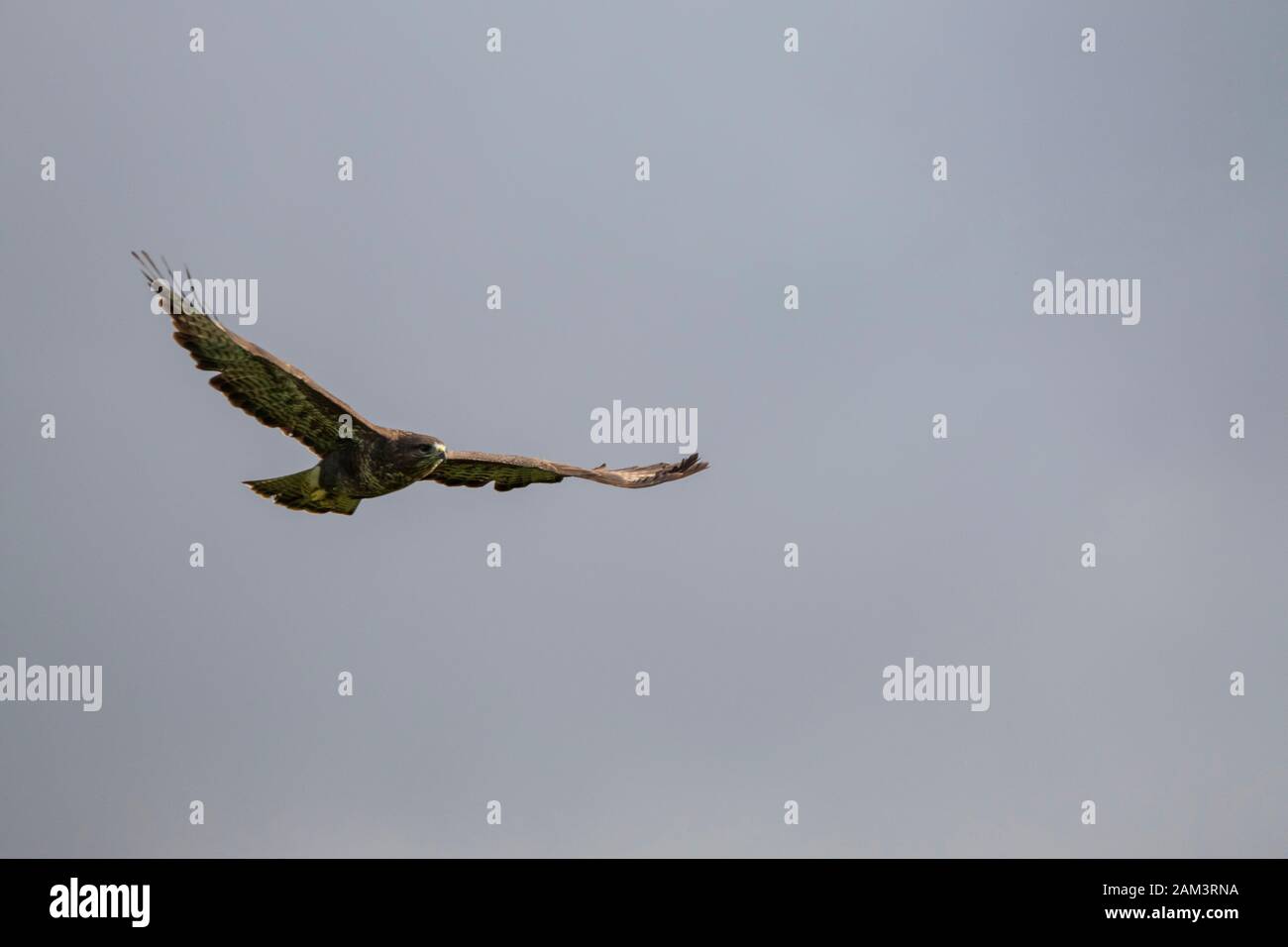 common buzzard flying Stock Photo - Alamy