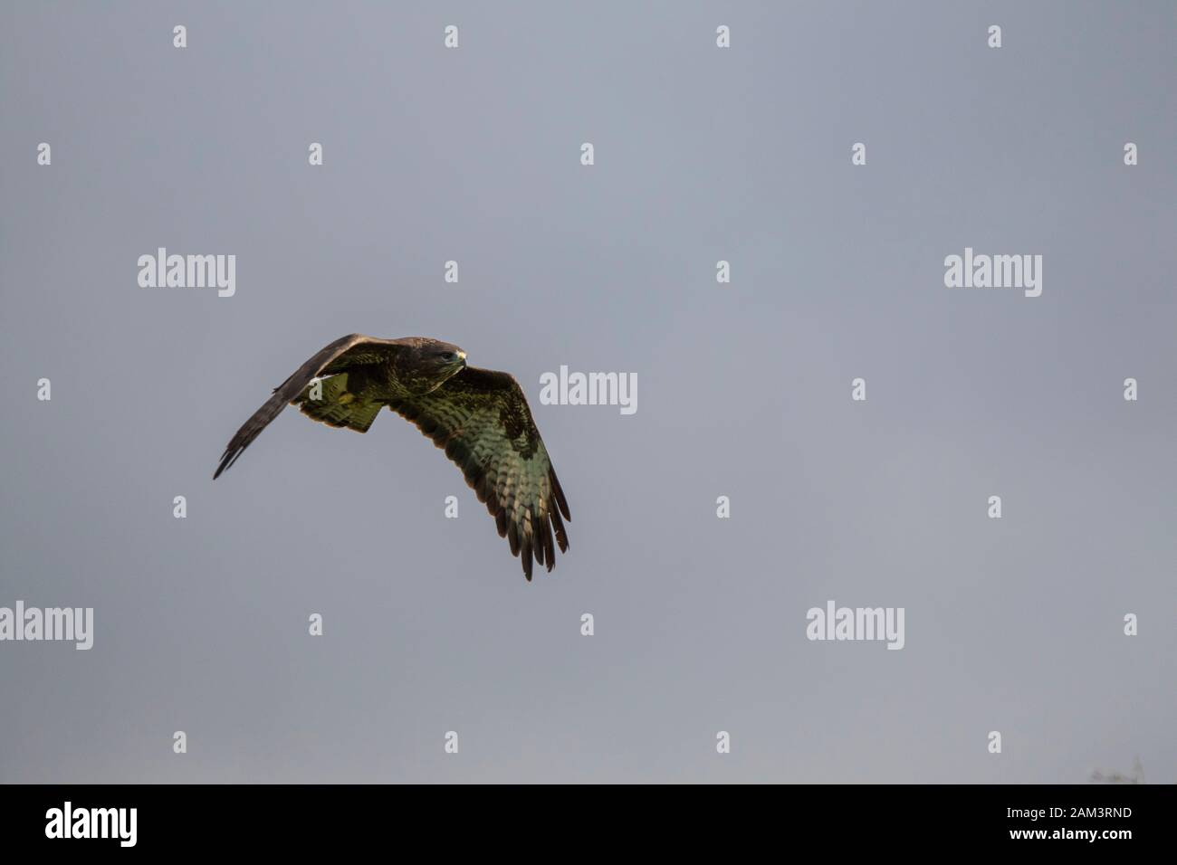 Buzzard flying hi-res stock photography and images - Alamy