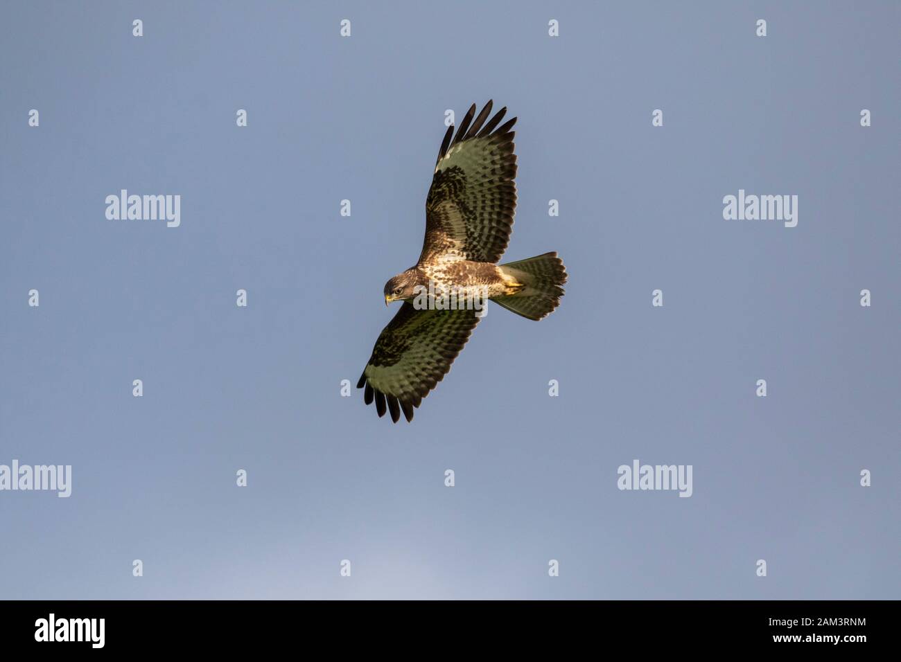 common buzzard flying Stock Photo - Alamy
