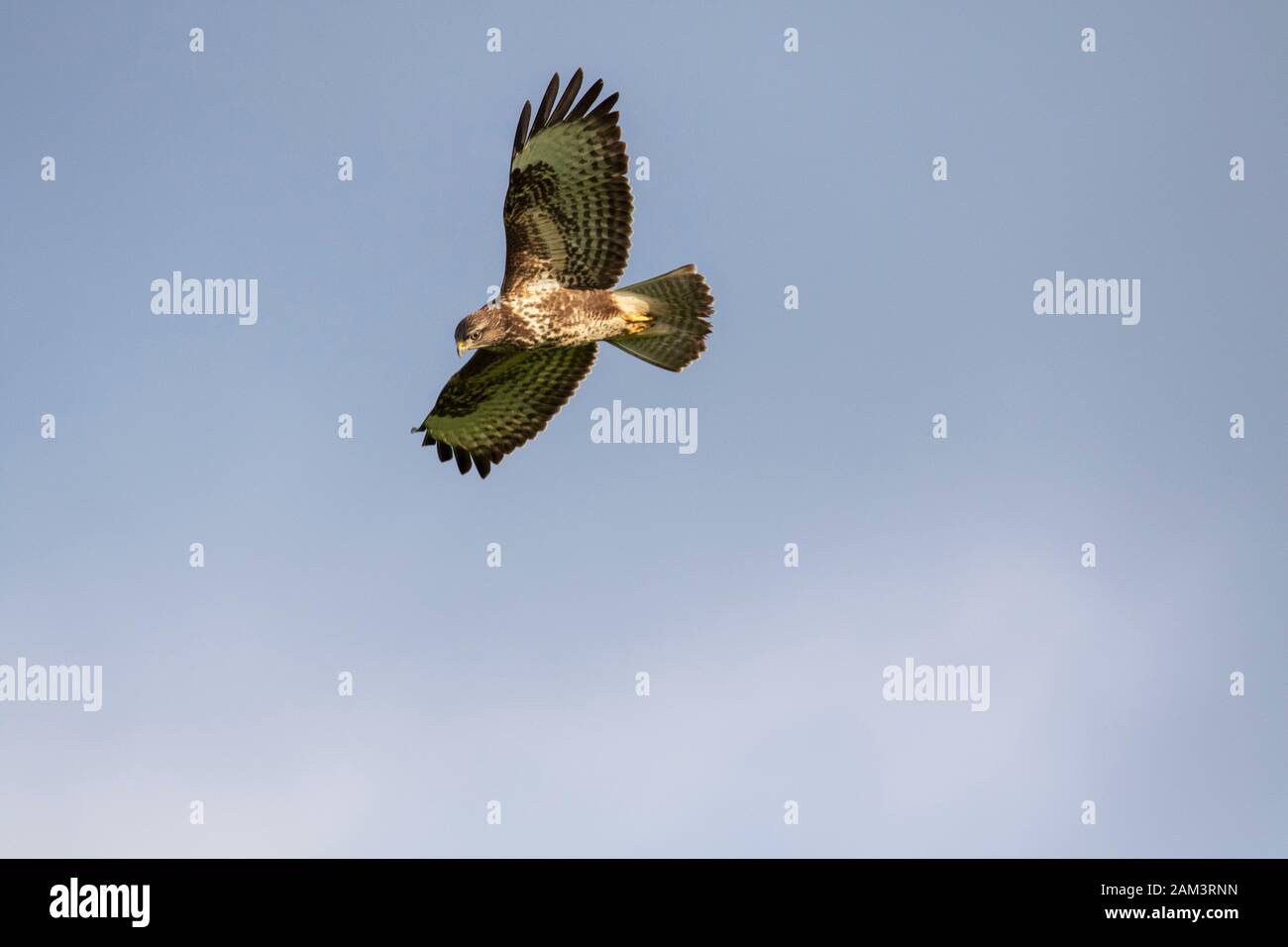 common buzzard flying Stock Photo - Alamy common buzzard flying Stock Photo - Alamy