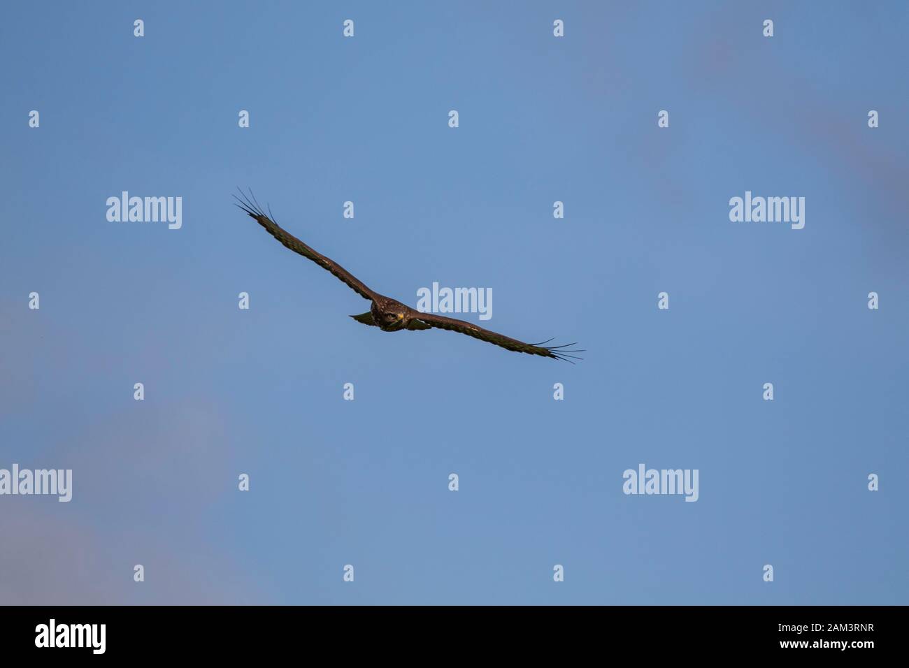 common buzzard flying Stock Photo - Alamy
