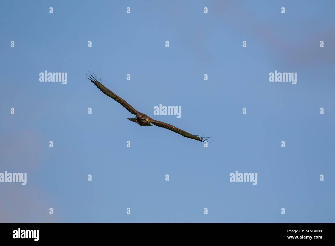 common buzzard flying Stock Photo - Alamy