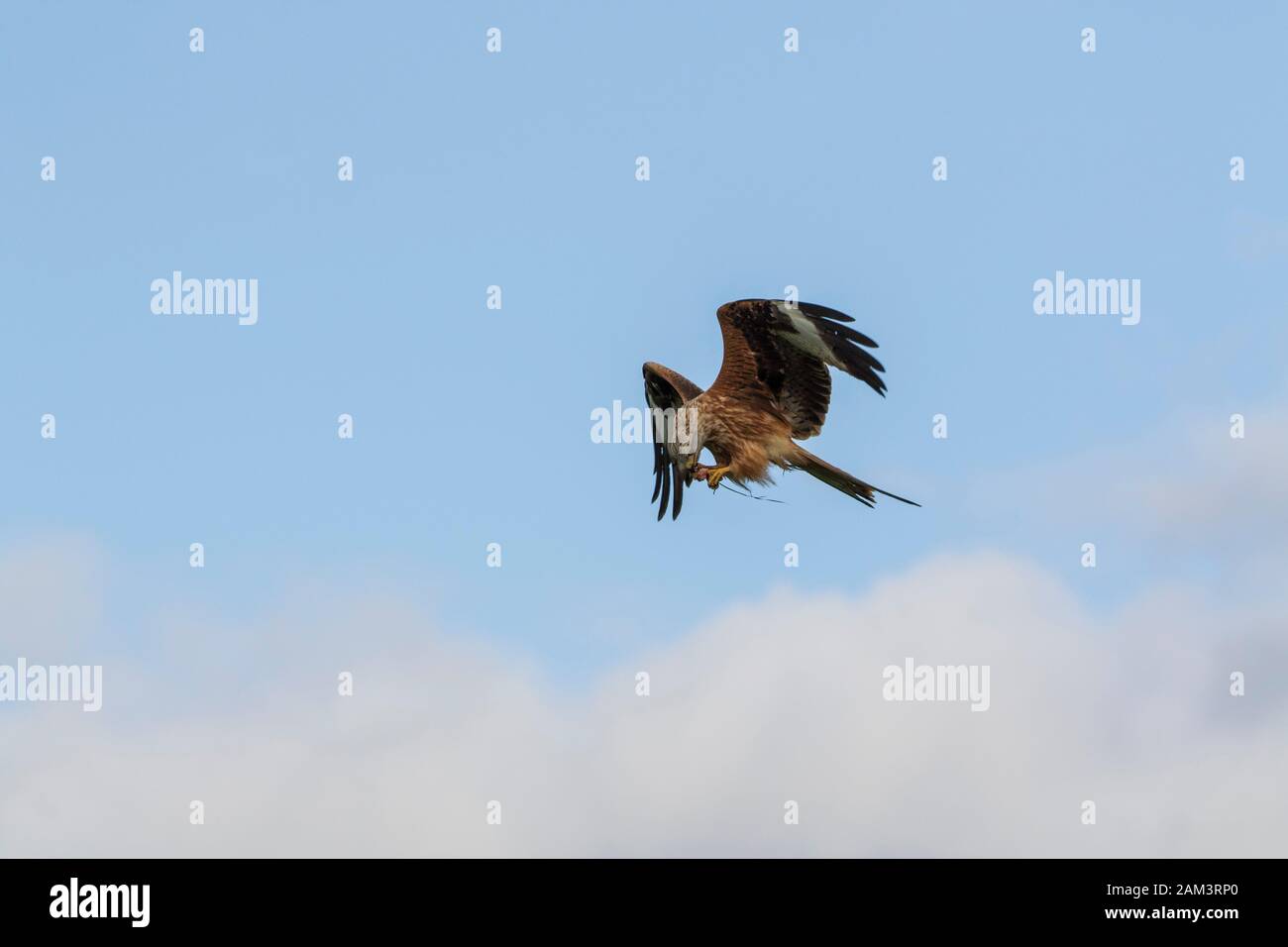 Red kite feeding on the wing hi-res stock photography and images - Alamy