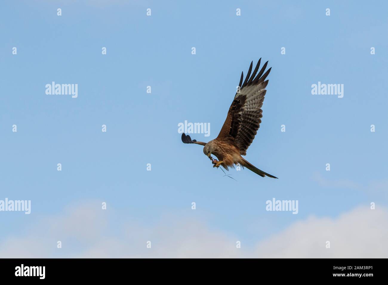Red kite feeding on the wing hi-res stock photography and images - Alamy