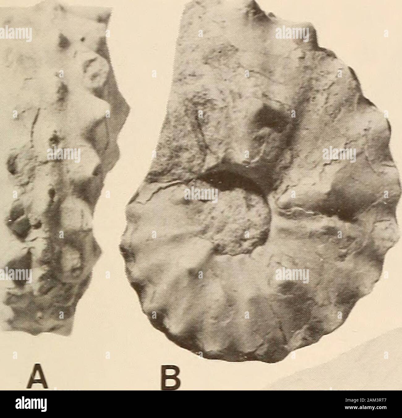 Annals of the South African Museum = Annale van die Suid-Afrikaanse ...