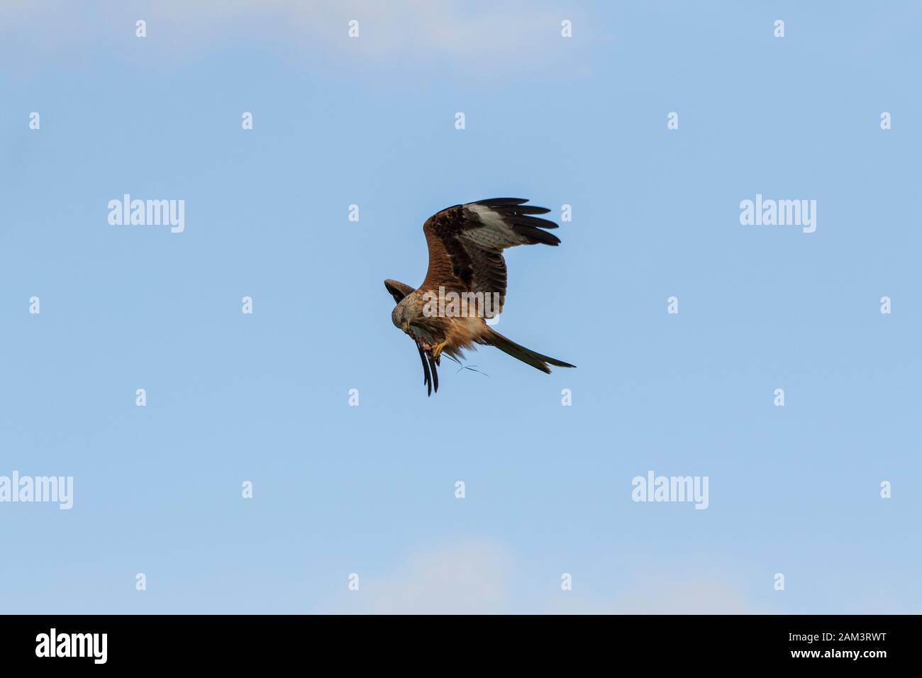 Red Kite feeding on the wing Stock Photo - Alamy