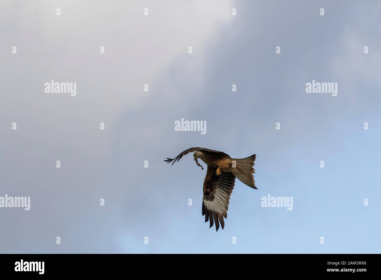 Red Kite feeding on the wing Stock Photo - Alamy