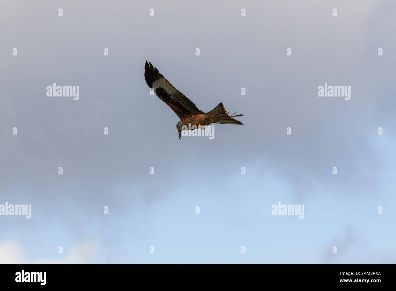 Red kite feeding on the wing hi-res stock photography and images - Alamy