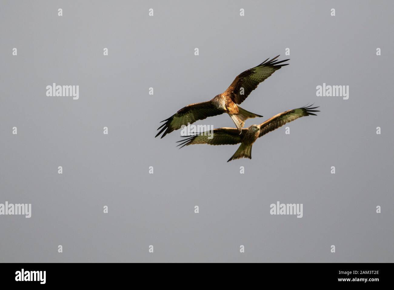 Red Kite feeding on the wing Stock Photo - Alamy