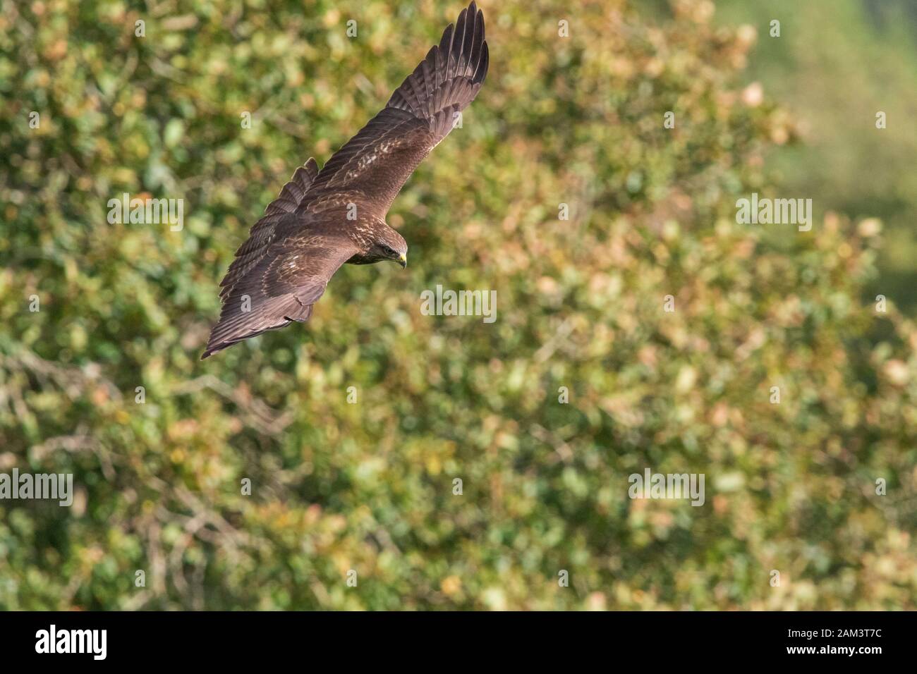common buzzard flying Stock Photo - Alamy