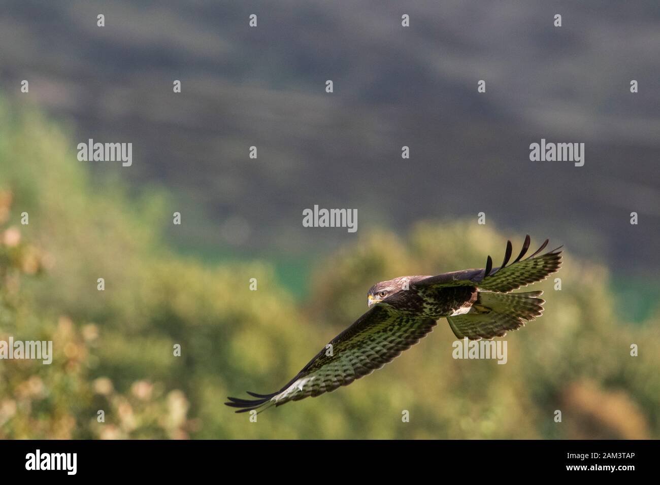 common buzzard flying Stock Photo - Alamy