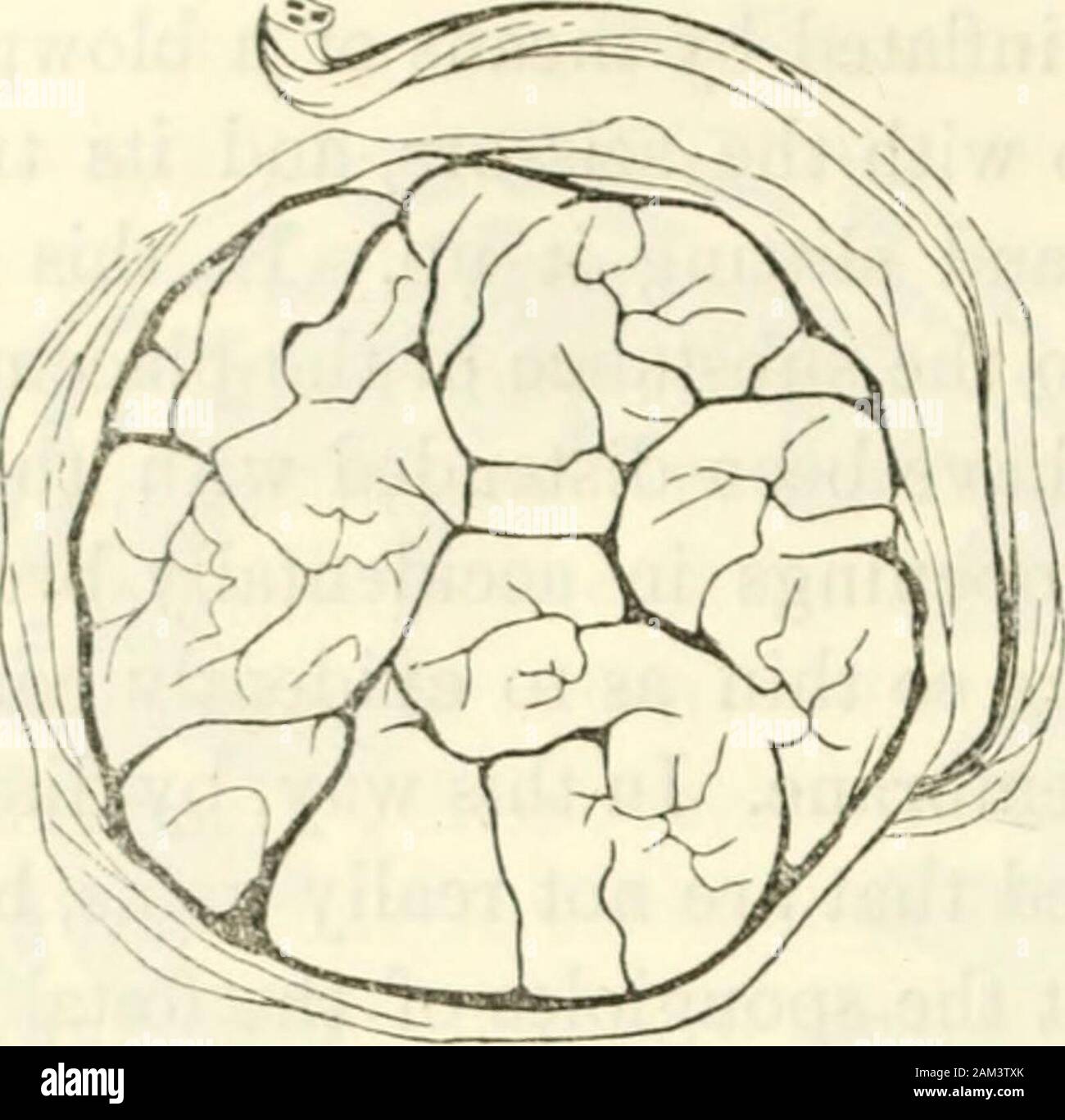 Placenta cake hi-res stock photography and images - Alamy