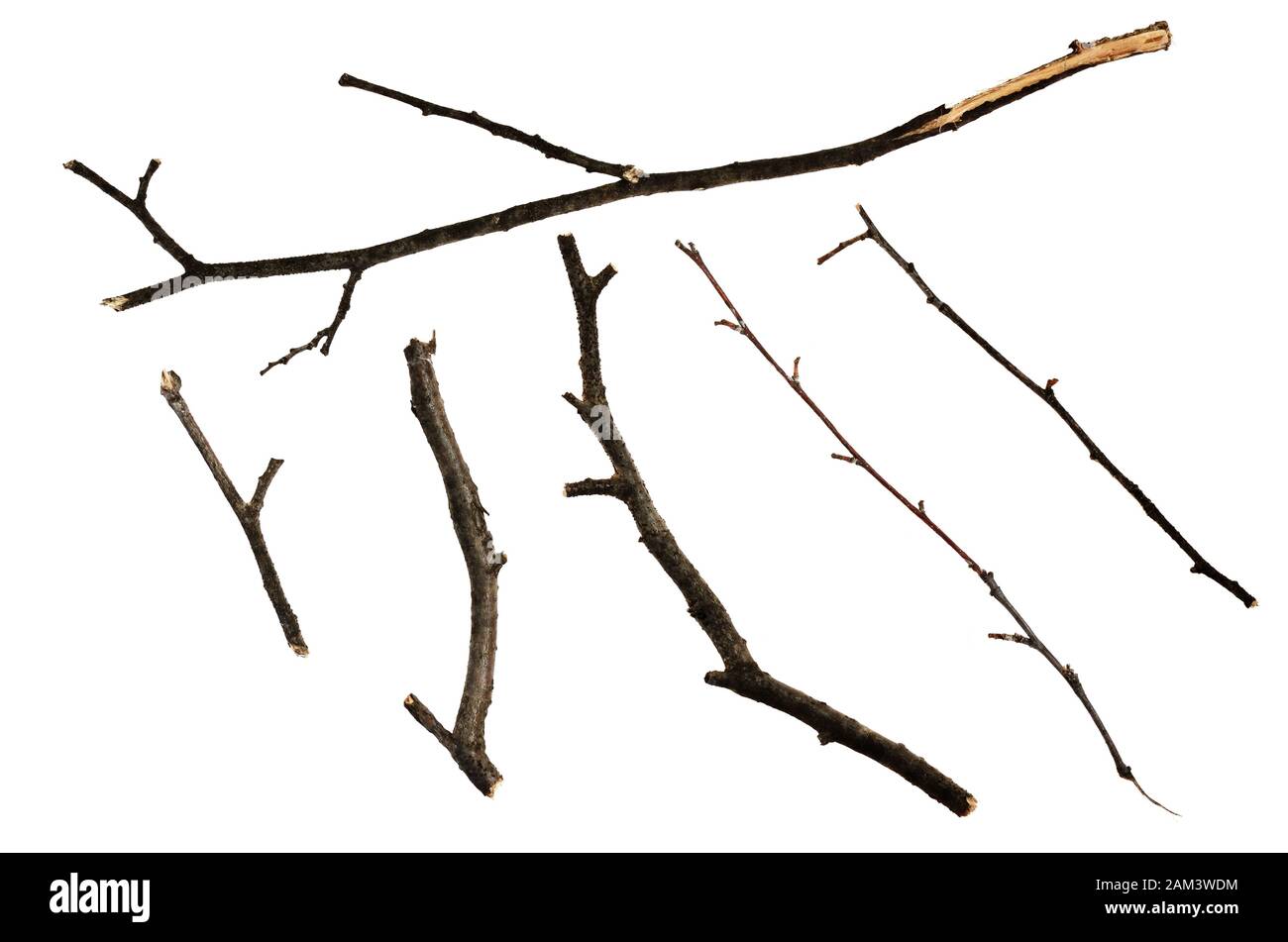 Set of dry twigs isolated on white Stock Photo - Alamy