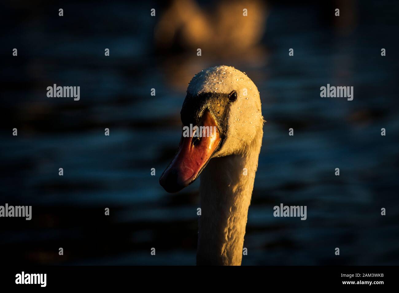 swan portraits in low golden sunlight Stock Photo - Alamy