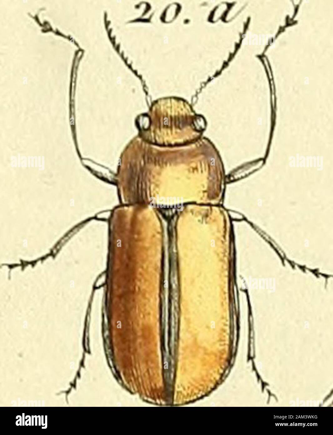 Caracteres z hi-res stock photography and images - Alamy