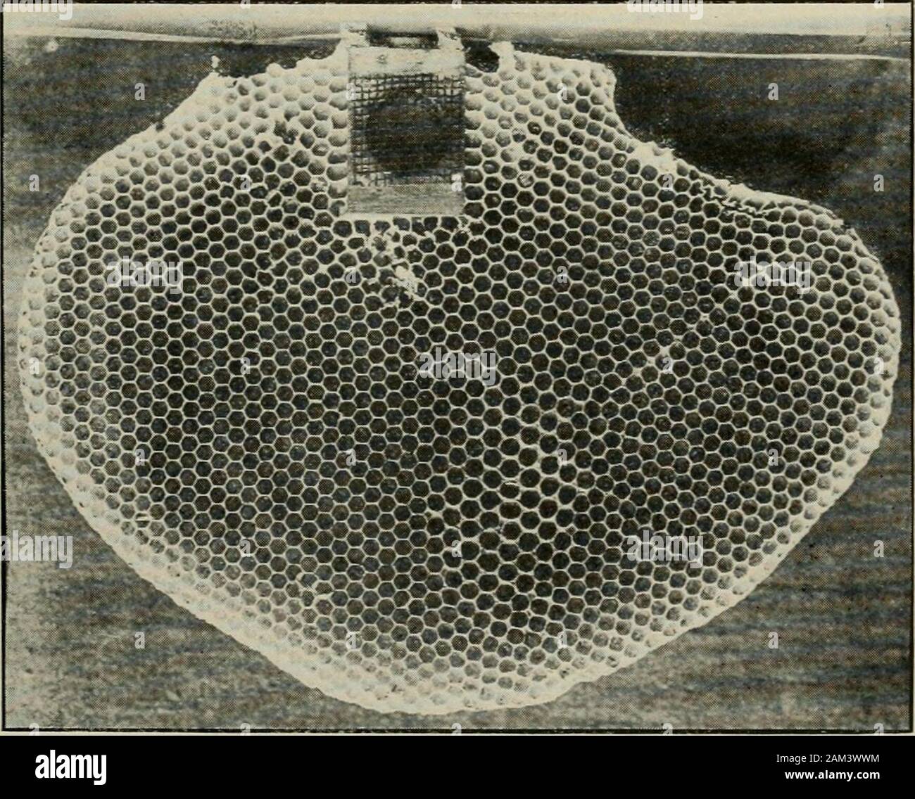 American foulbrood hi-res stock photography and images - Alamy