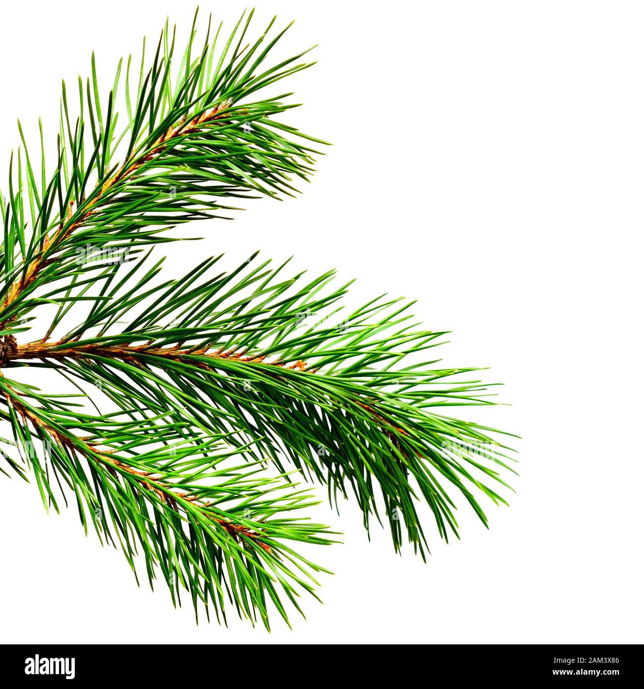 Pine twig isolated on white Stock Photo - Alamy