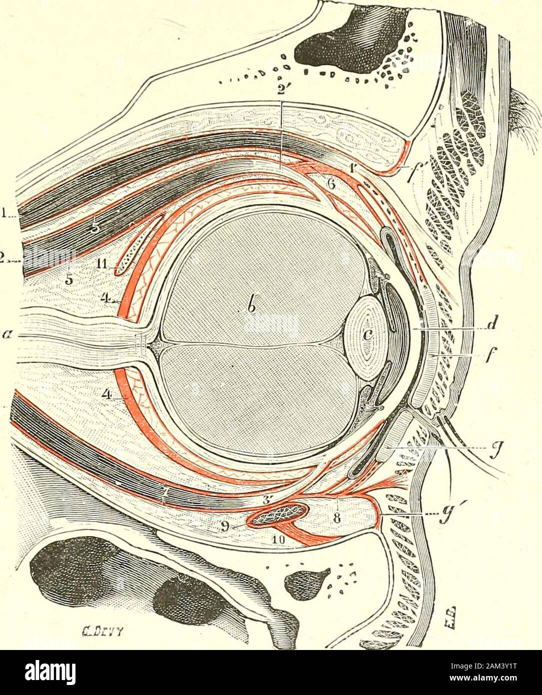 Capsule of tenon hi-res stock photography and images - Alamy