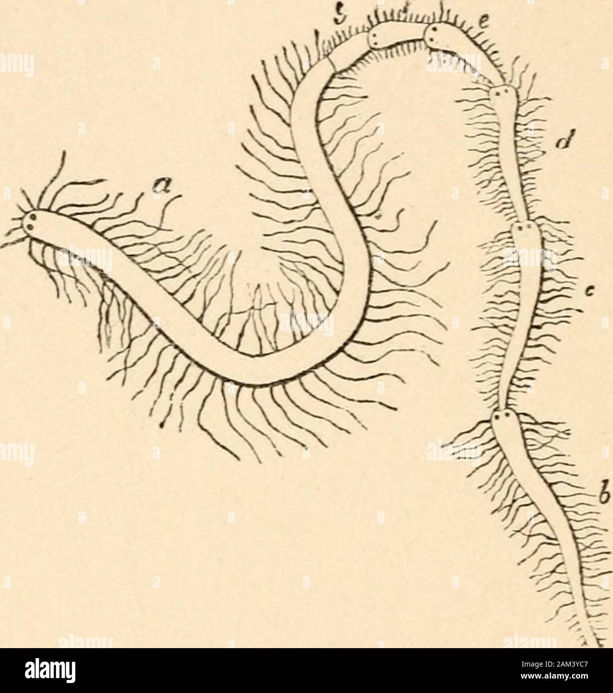 Microstoma vorticella hi-res stock photography and images - Alamy