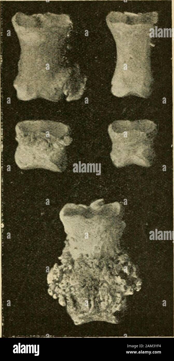 Ringbone hi-res stock photography and images - Alamy