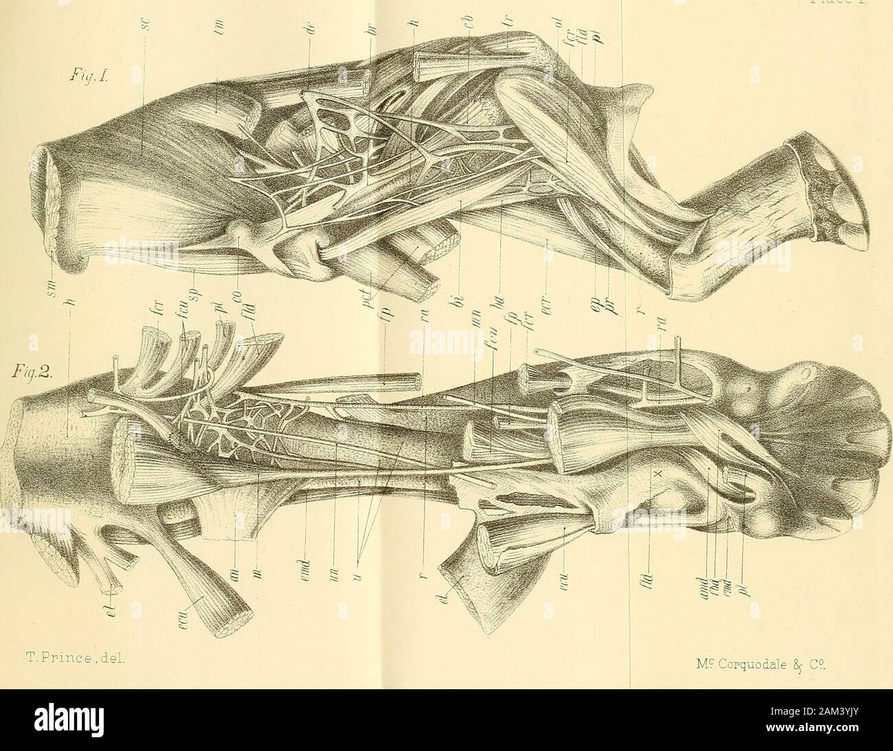 Elephant larynx hi-res stock photography and images - Alamy
