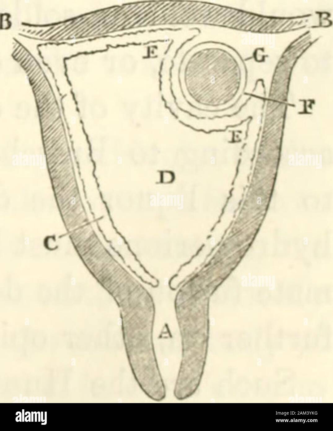 Uterus lining hi-res stock photography and images - Alamy
