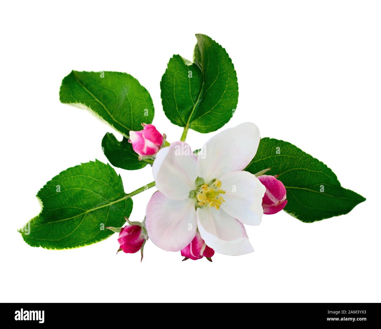 Apple flowers and buds isolated on white Stock Photo - Alamy