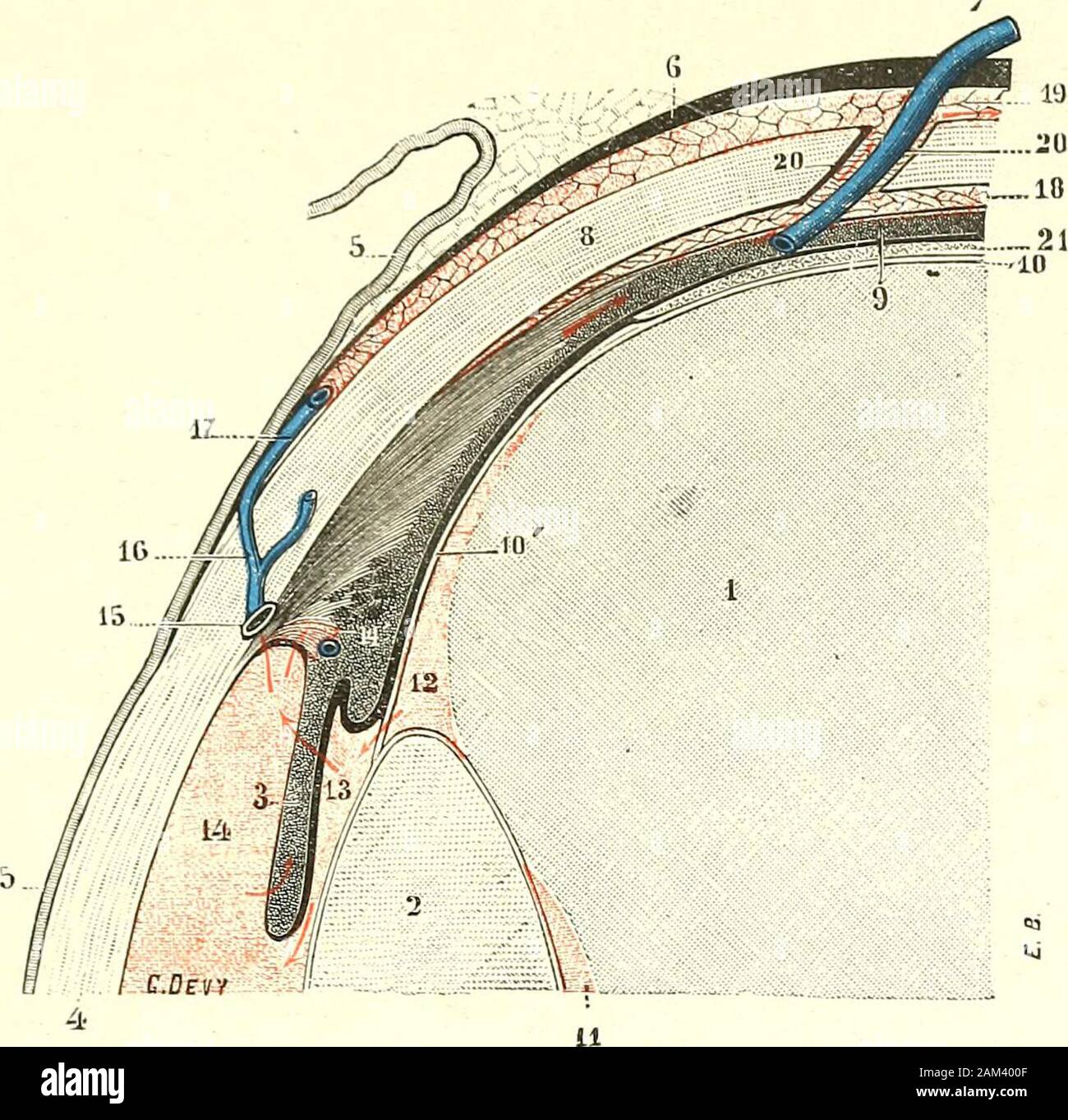 Limbe oeil hi-res stock photography and images - Alamy