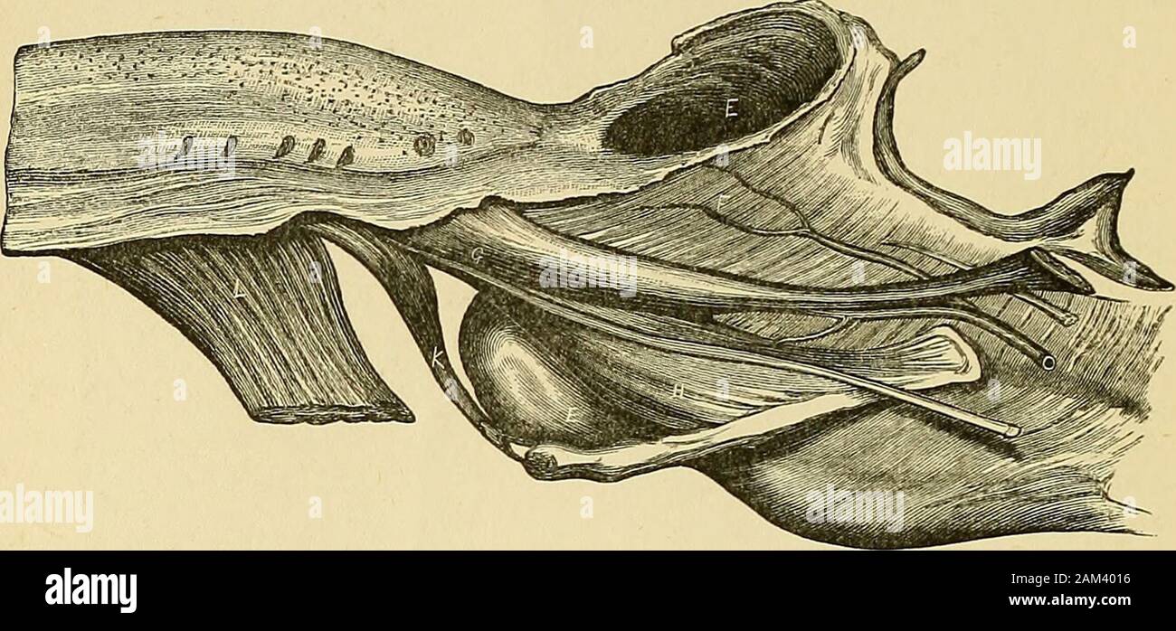 Anatomy of the Indian elephant . Fi 1.—A, superior aperture ofjiharynx ...