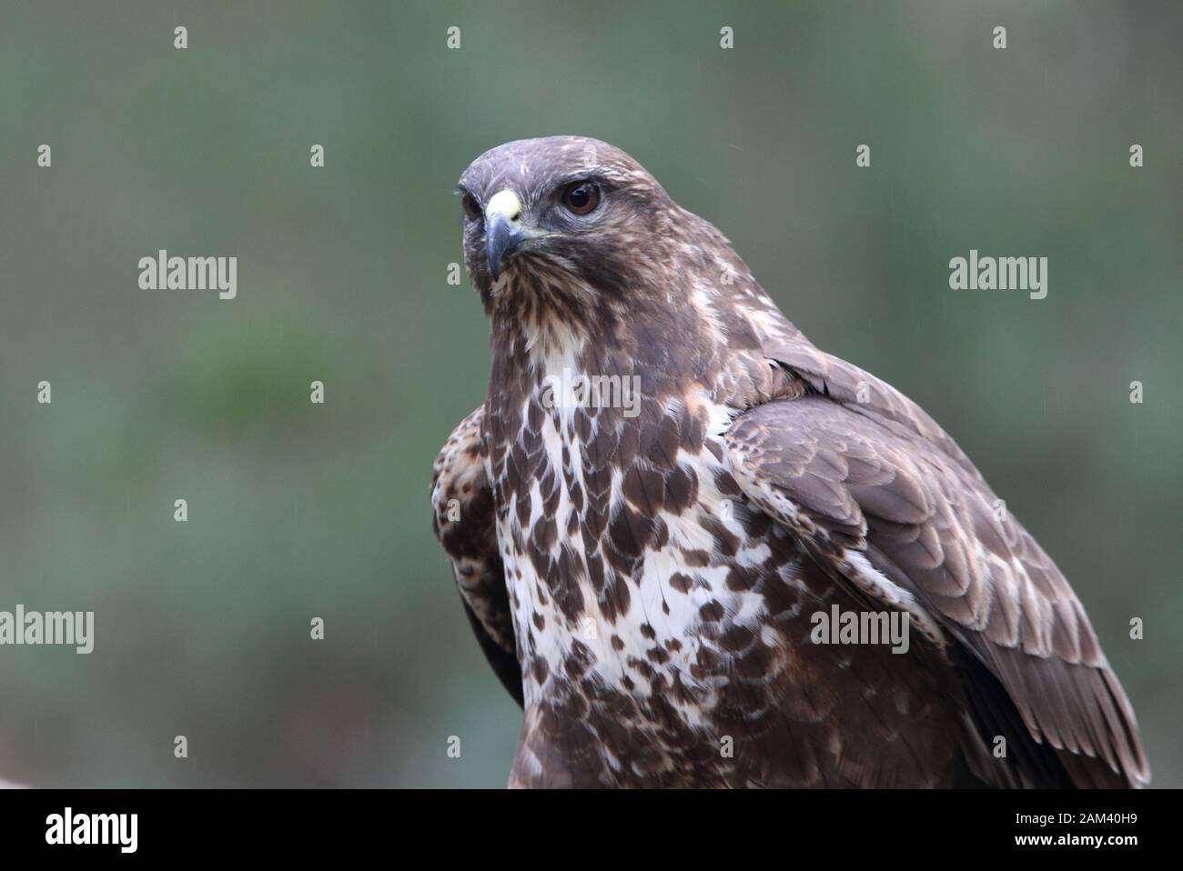 Buzzard Hunting High Resolution Stock Photography and Images - Alamy