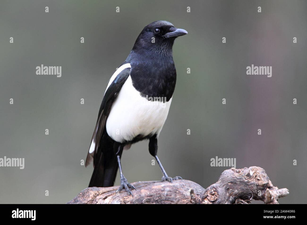 Common magpie with the first light of day in a pine forest Stock Photo ...