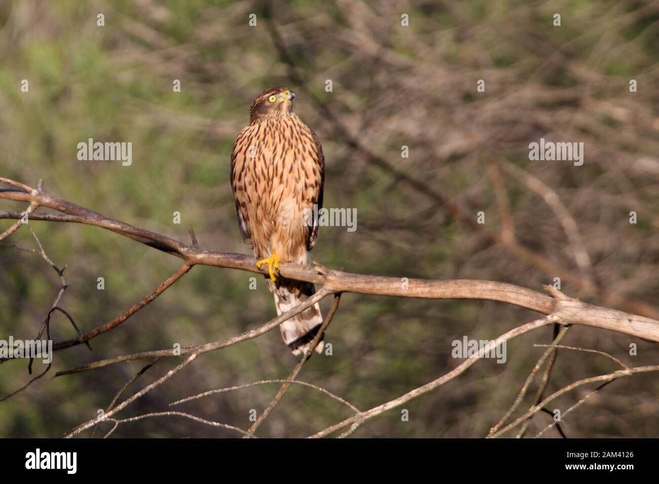 Hawk goshawk hi-res stock photography and images - Alamy