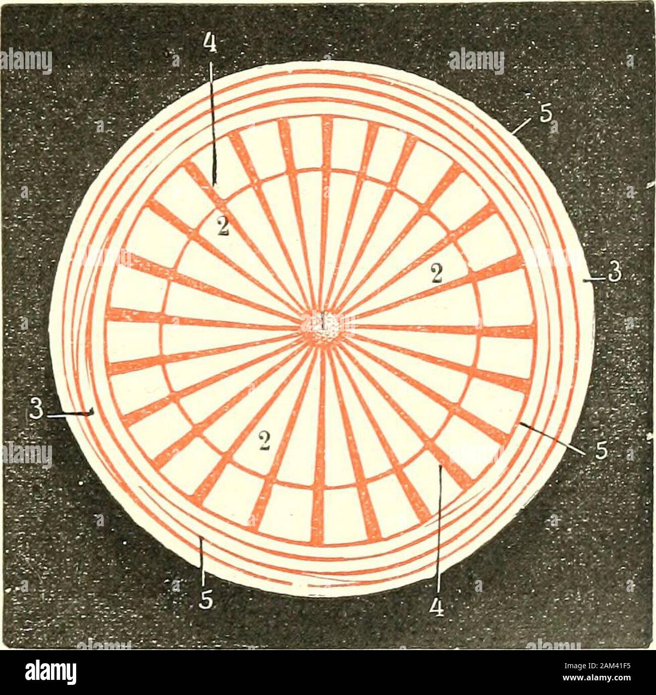 Traité d'anatomie humaine . isposition. — Lhumeur vitréene forme pas ...