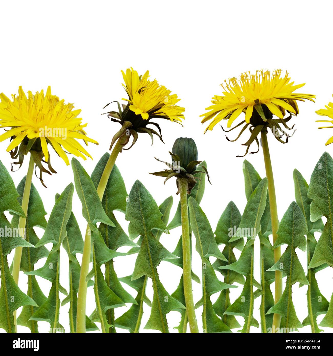 Dandelion bush on white hi-res stock photography and images - Alamy