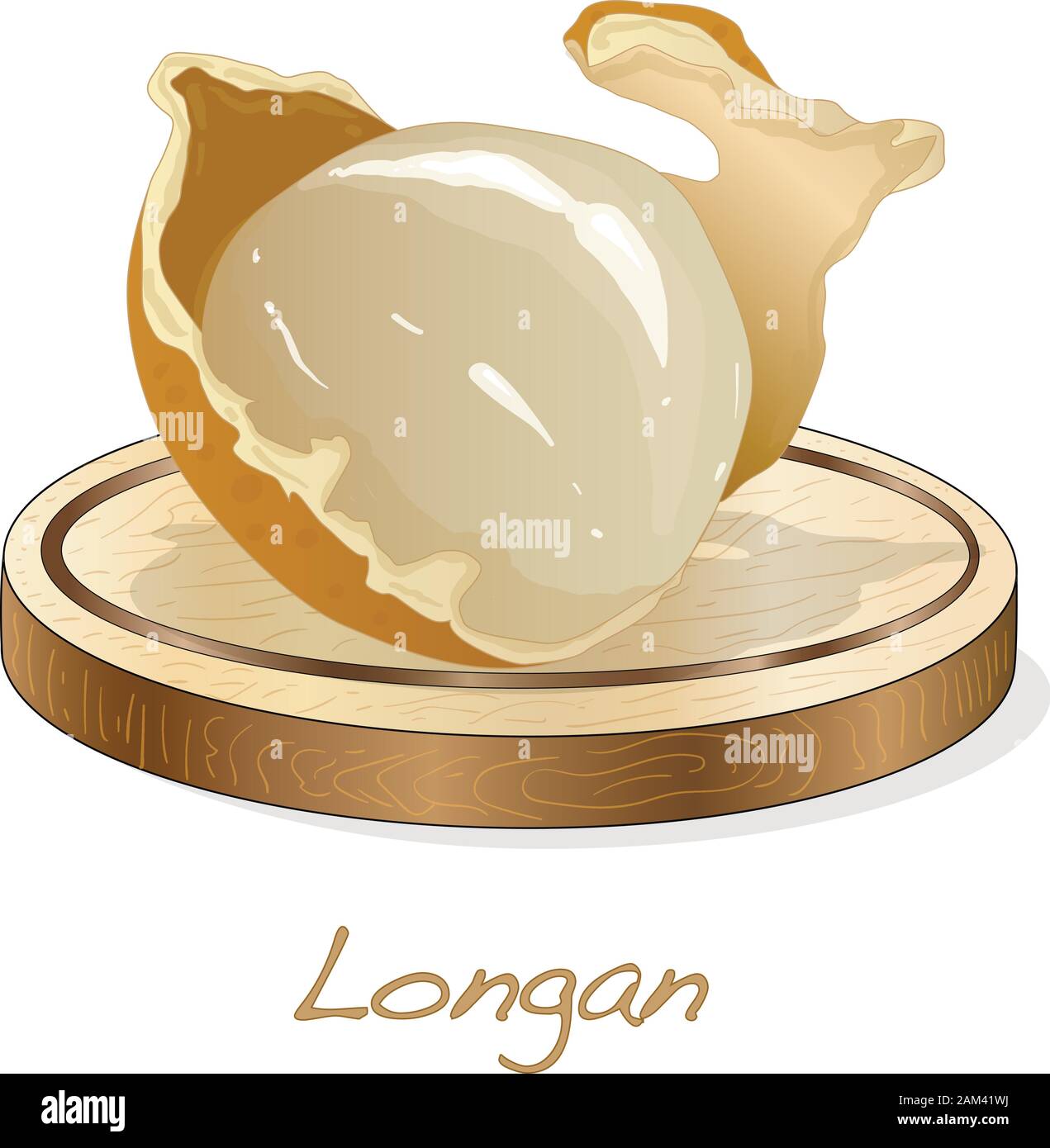 Longan, Dimocarpus longan. Vector illustration of longan berry on the ...