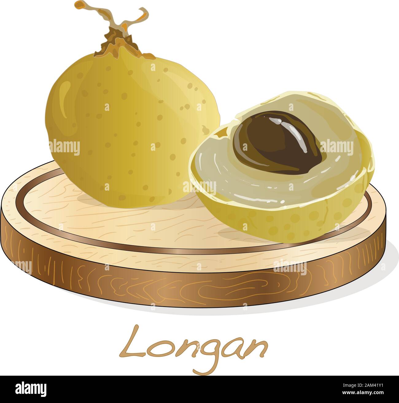 Longan, Dimocarpus longan. Vector illustration of longan berry on the ...
