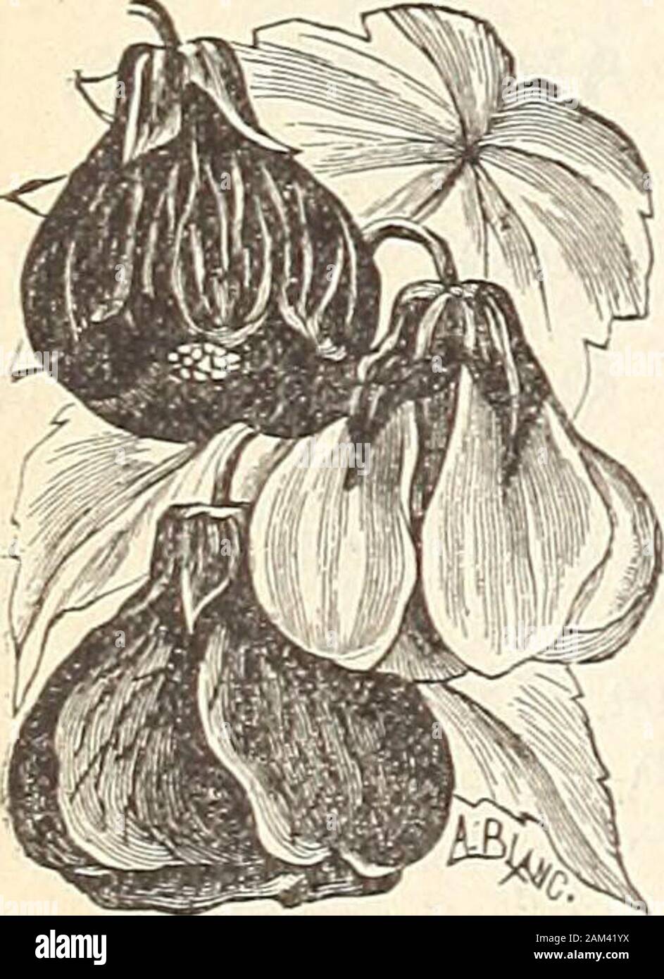 Drooping bell shaped flowers hi-res stock photography and images - Alamy