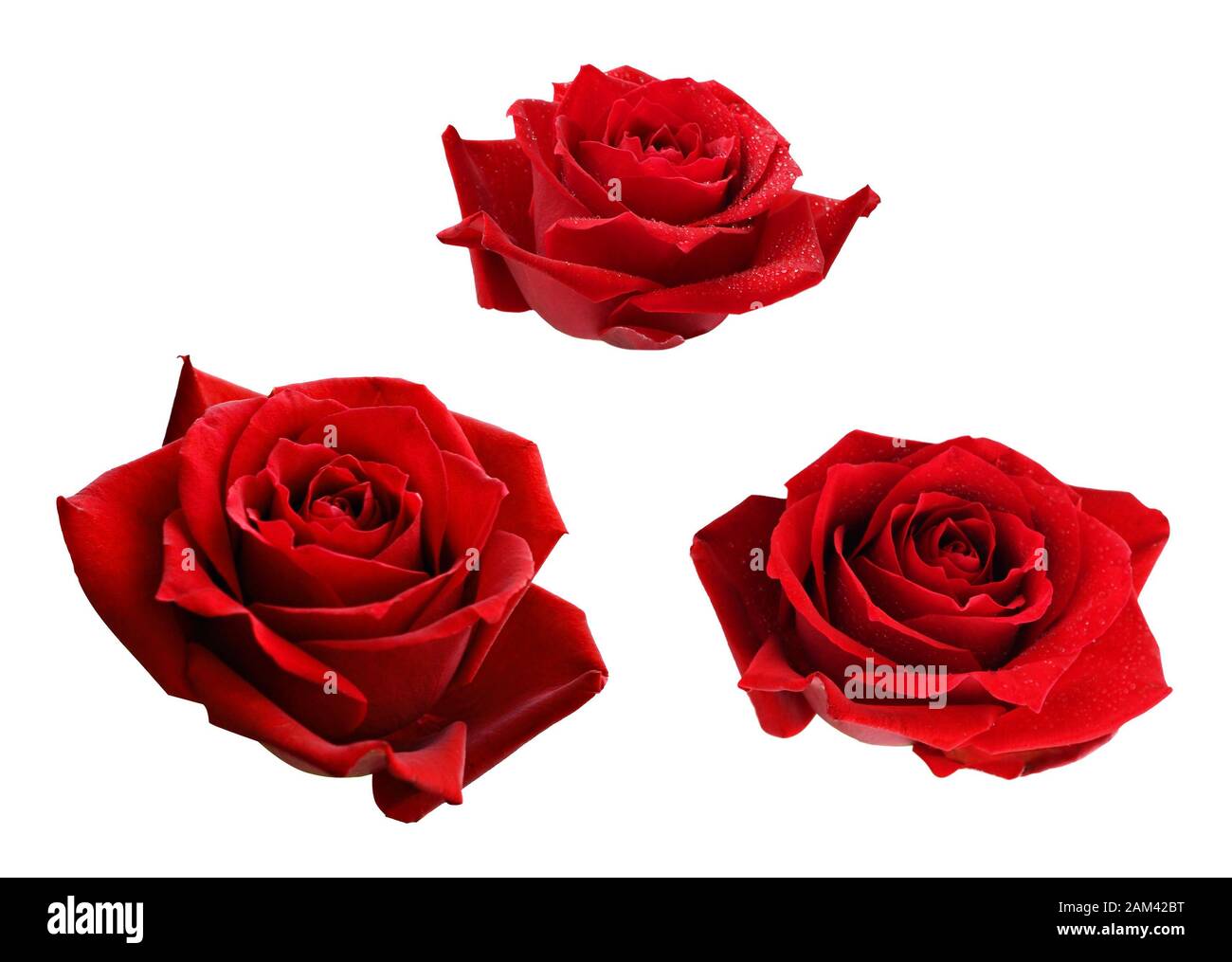 Set of three red rose flowers isolated on white Stock Photo - Alamy