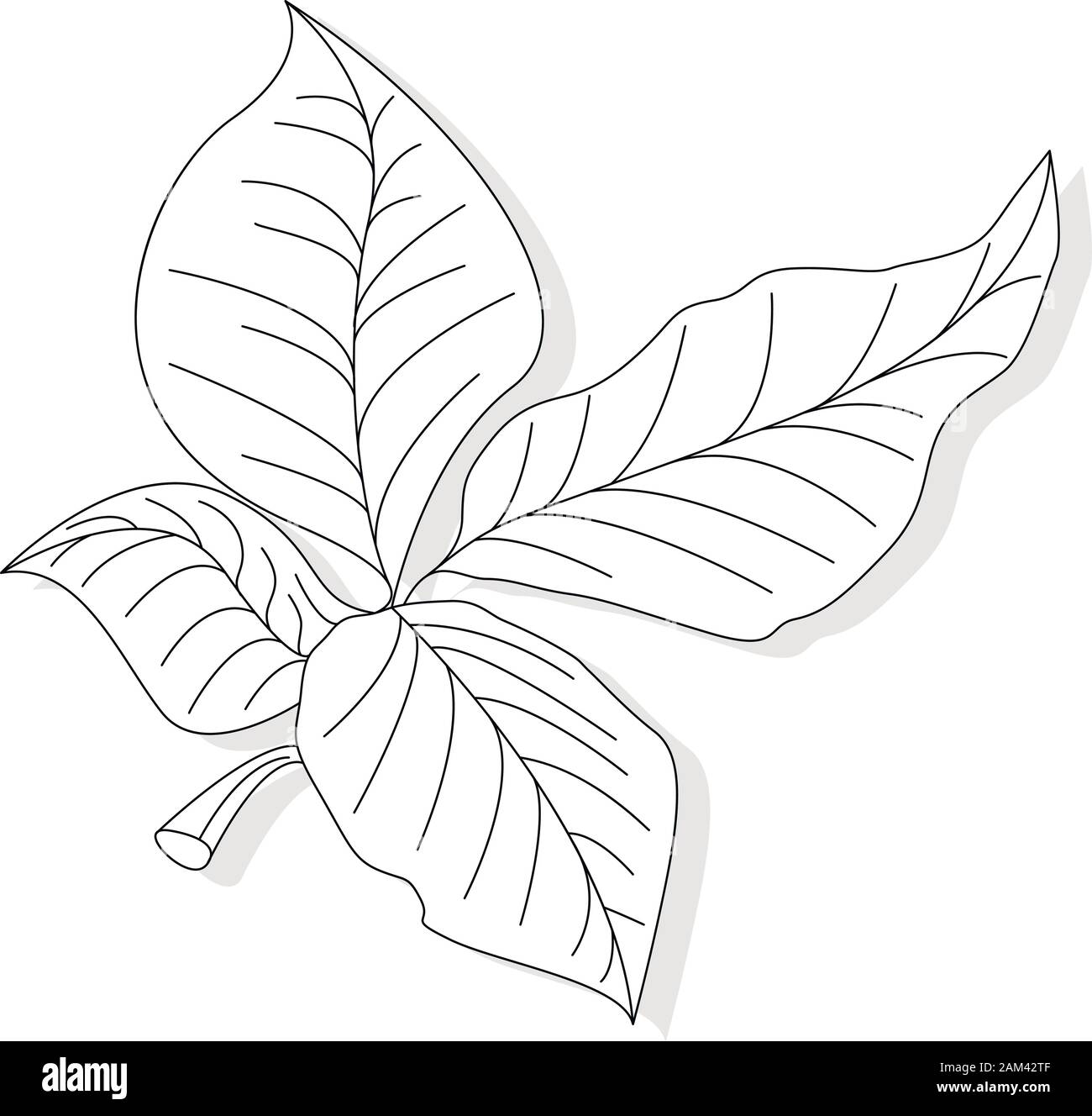 How to draw leaf Black and White Stock Photos & Images - Alamy